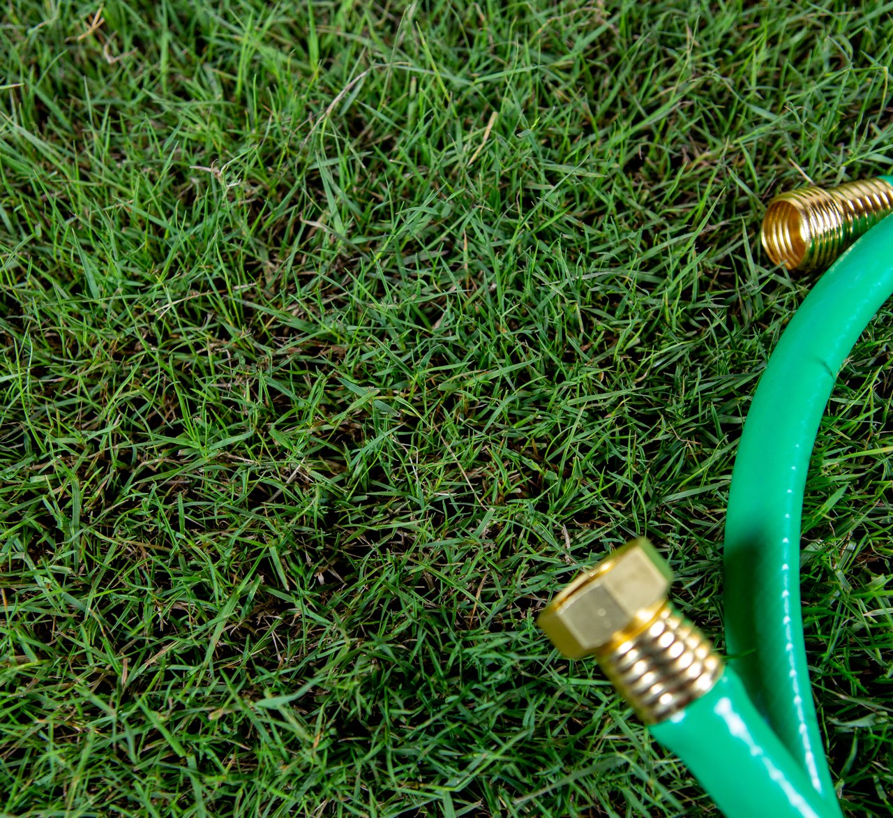 SodLawn:Native Bentgrass