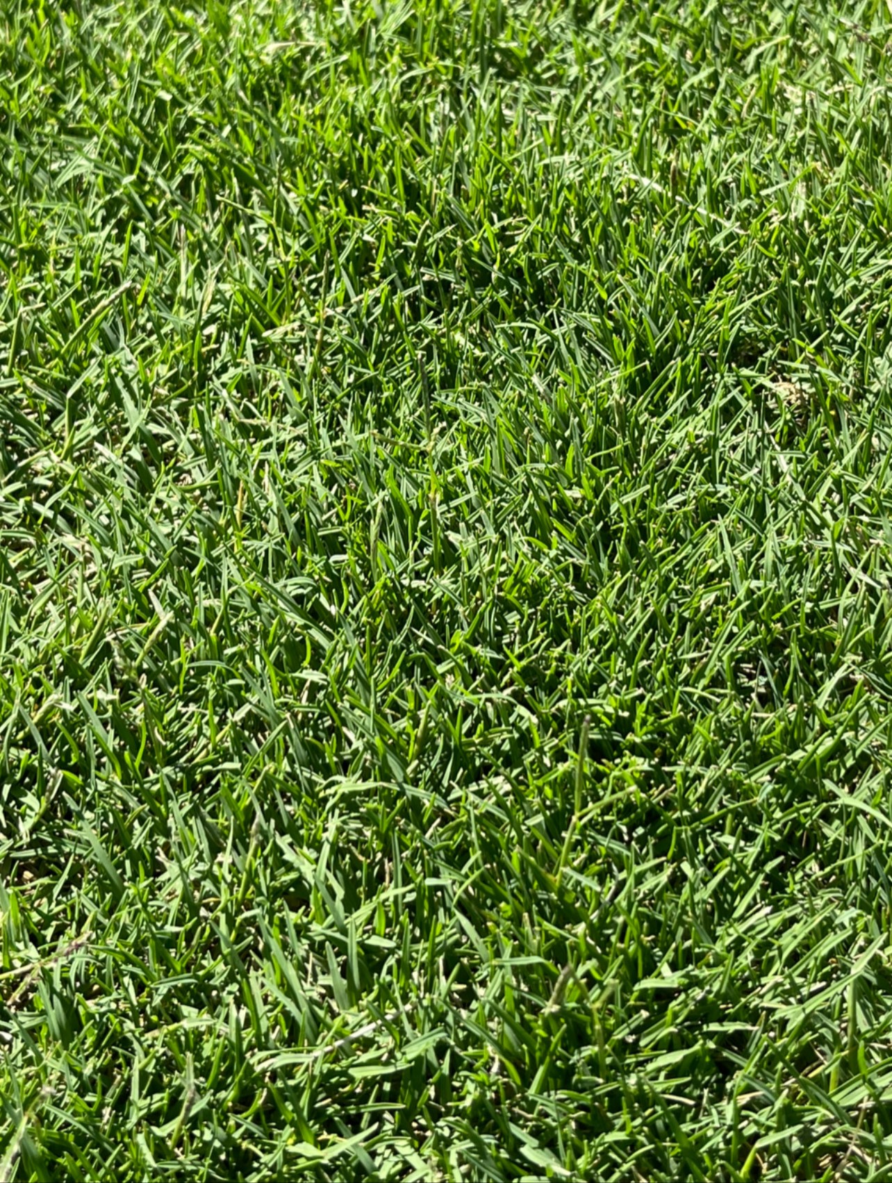 SodLawn:Tiftuf Hybrid Bermuda