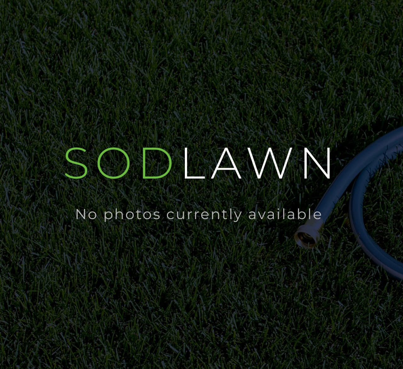 SodLawn:Tifgreen Hybrid Bermuda Overseeded