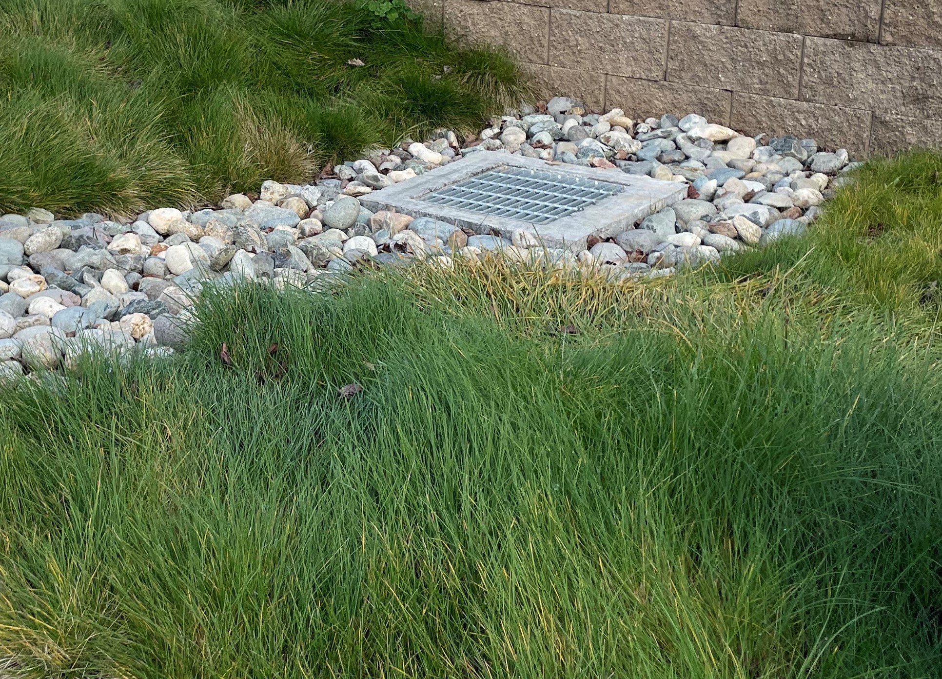SodLawn:Native Mow Free