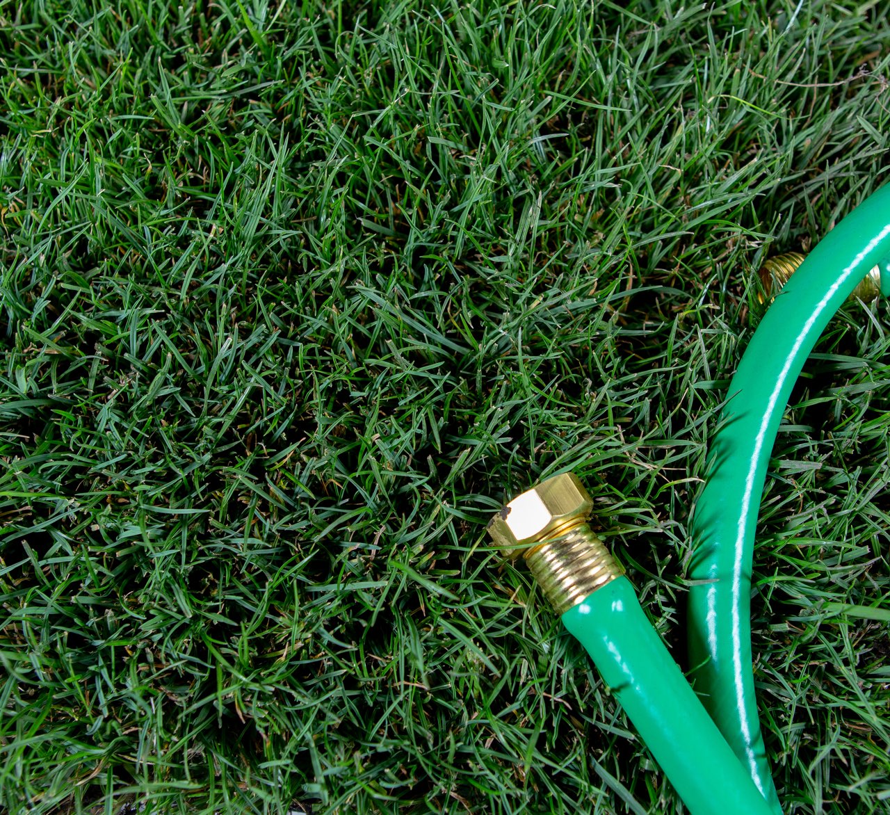 SodLawn:Blue-Rye (50% Bluegrass, 50% Premium Ryegrass)